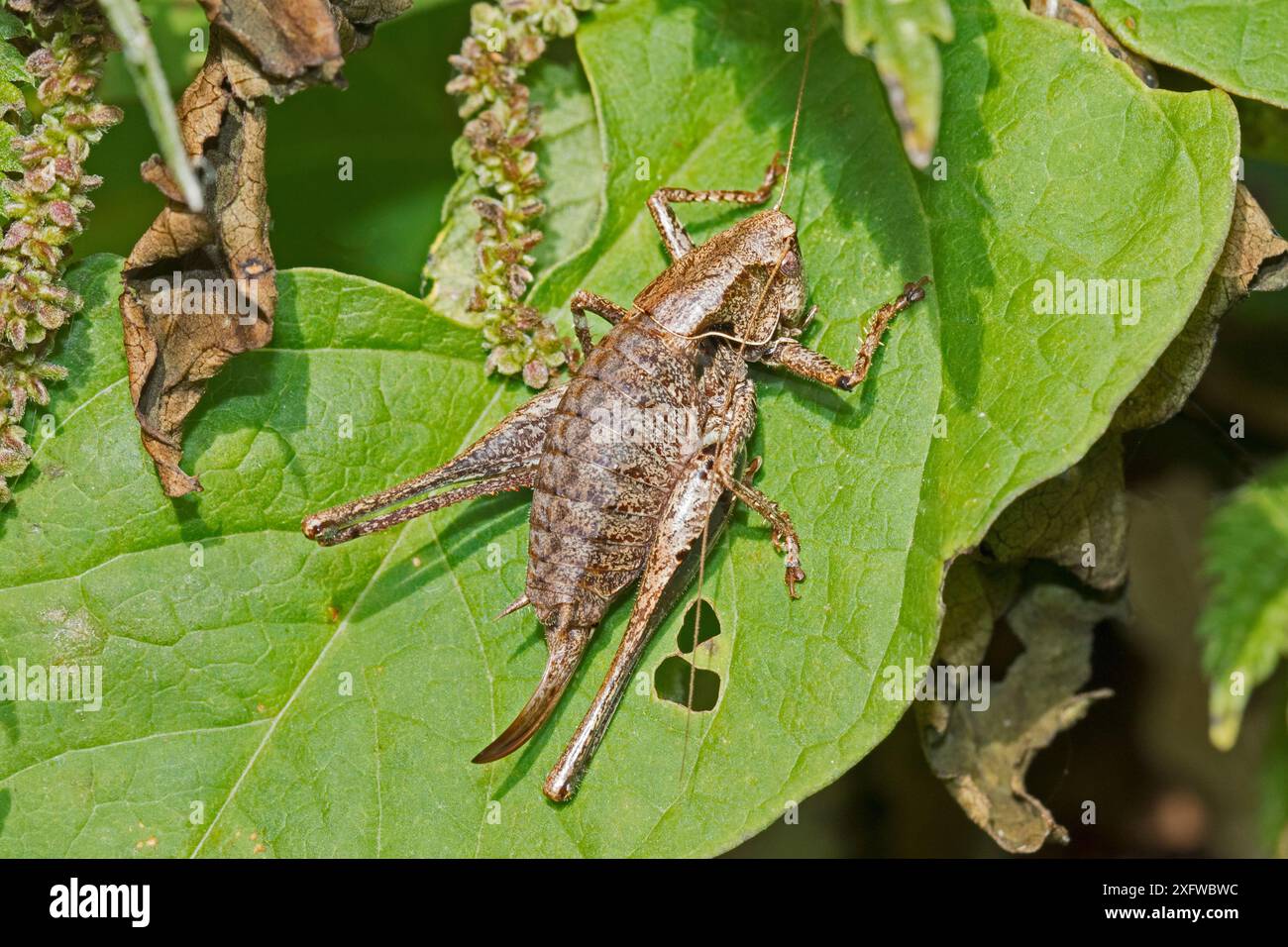 Dark Bush-cricket (Pholidoptera griseoaptera) female, Hutchinson's Bank ...