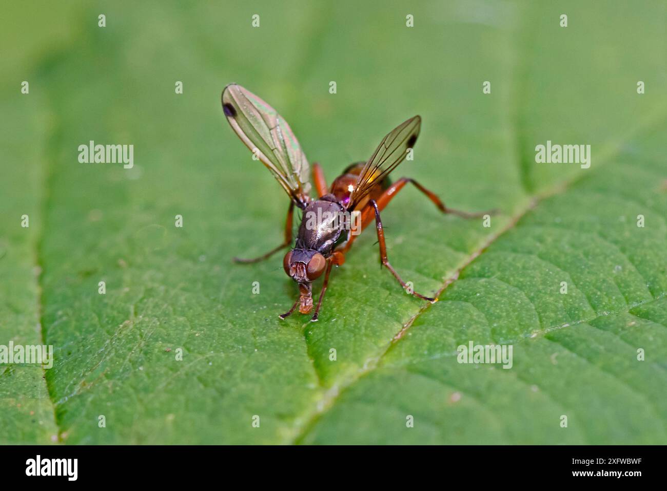 Black scavenger fly (Sepsis punctum) feeding on minute food particles ...