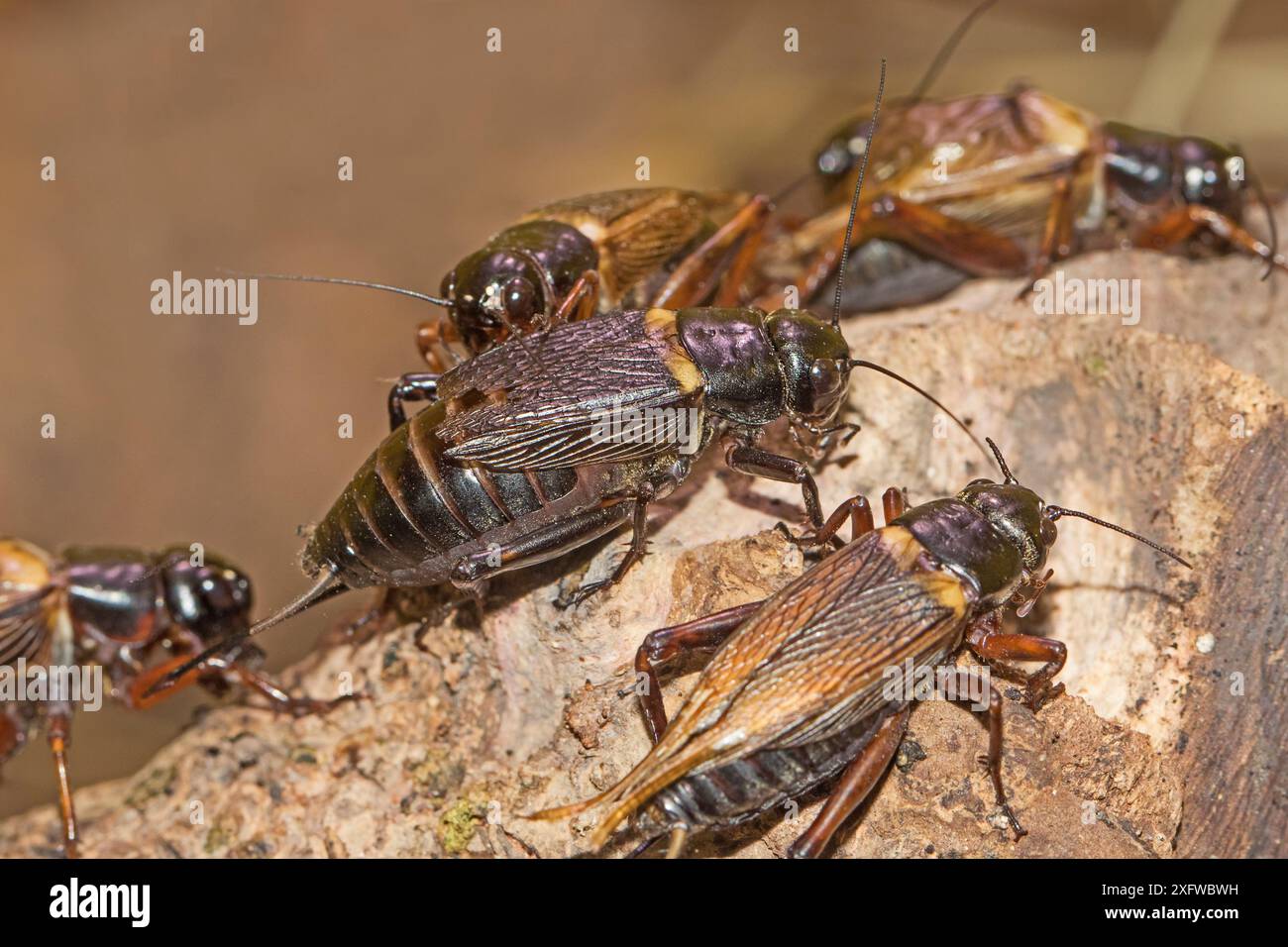 African field cricket hi-res stock photography and images - Alamy