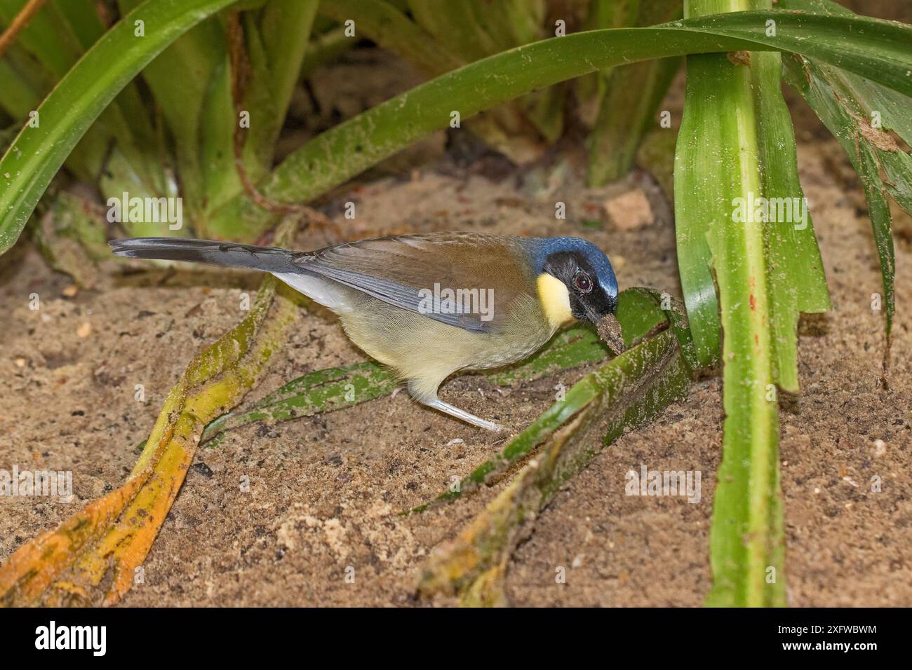Blue-crowned laughing-thrush (Dryonastes courtoisi) digging in soil for ...