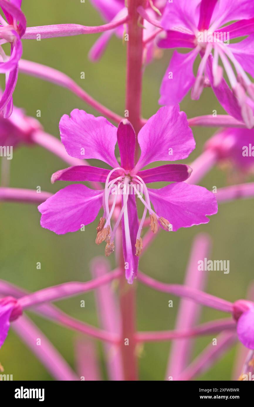 Rosebay willowherb (Epilobium angustifolium) Hutchinson's Bank, New ...