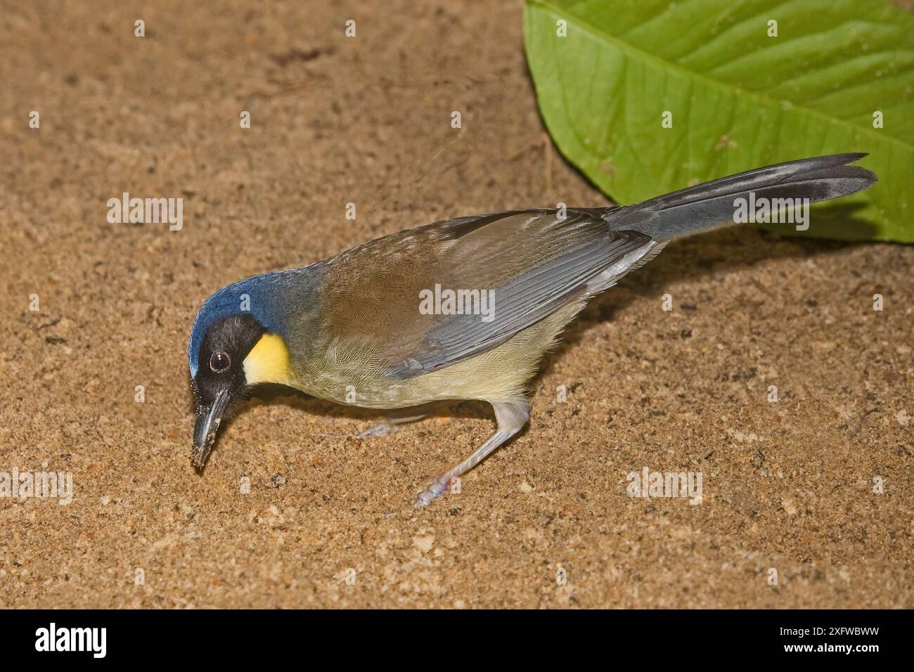 Blue-crowned laughing-thrush (Dryonastes courtoisi) digging in soil for ...