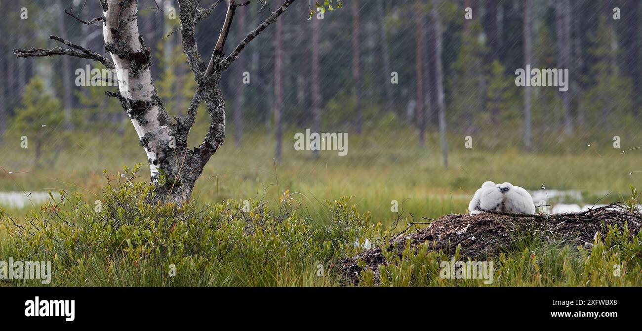 Falco peregrinus rain hi-res stock photography and images - Alamy