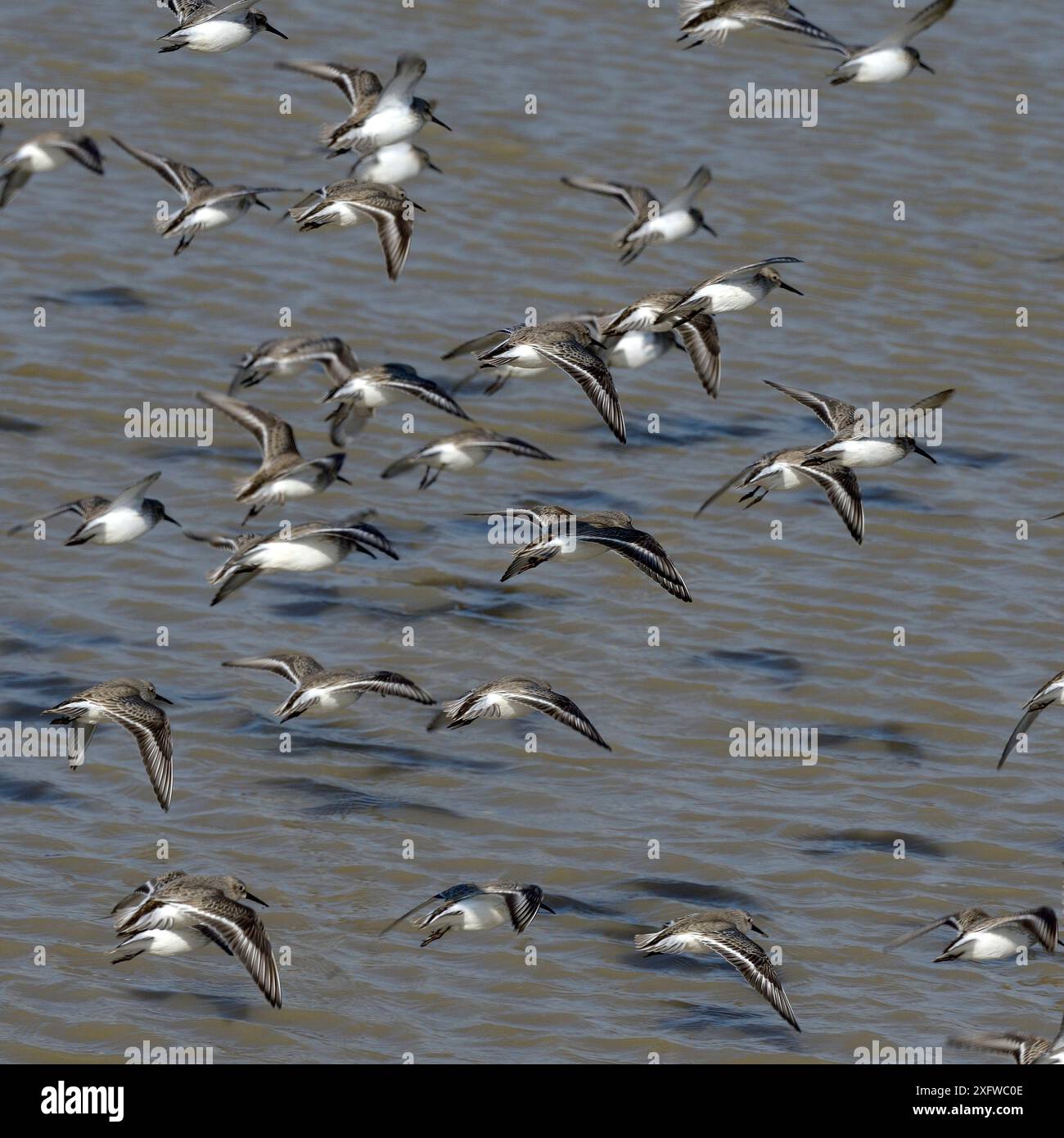 Dunlin (Calidris alpina) group in flight in winter, Vendee, France ...