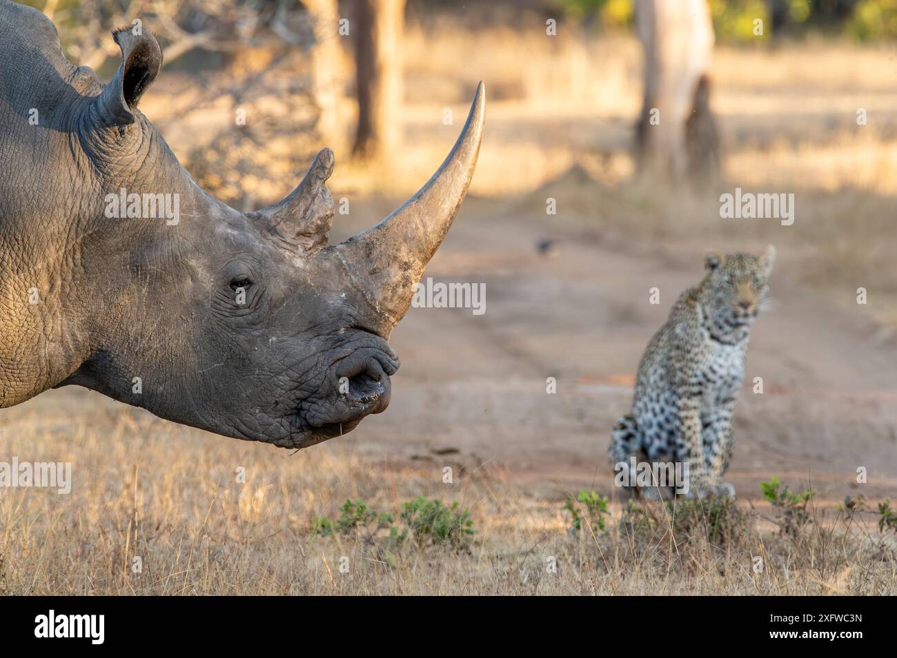 White Rhino with Leopard Stock Photo - Alamy