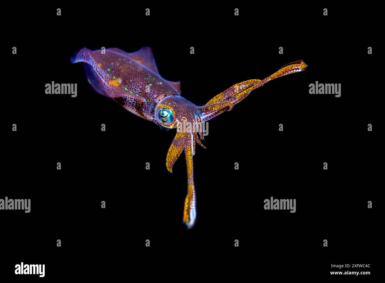 Bigfin reef squid (Sepioteuthis lessoniana) in midwater at night ...