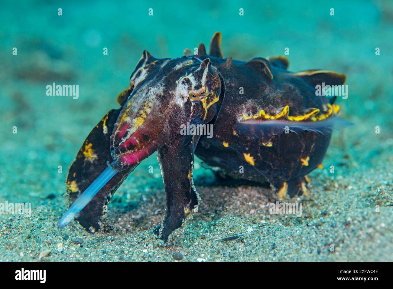 Flamboyant cuttlefish (Metasepia pfefferi) female hunting for small ...