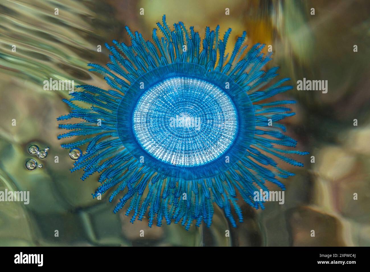 Blue button porpita porpita indo pacific hi-res stock photography and ...