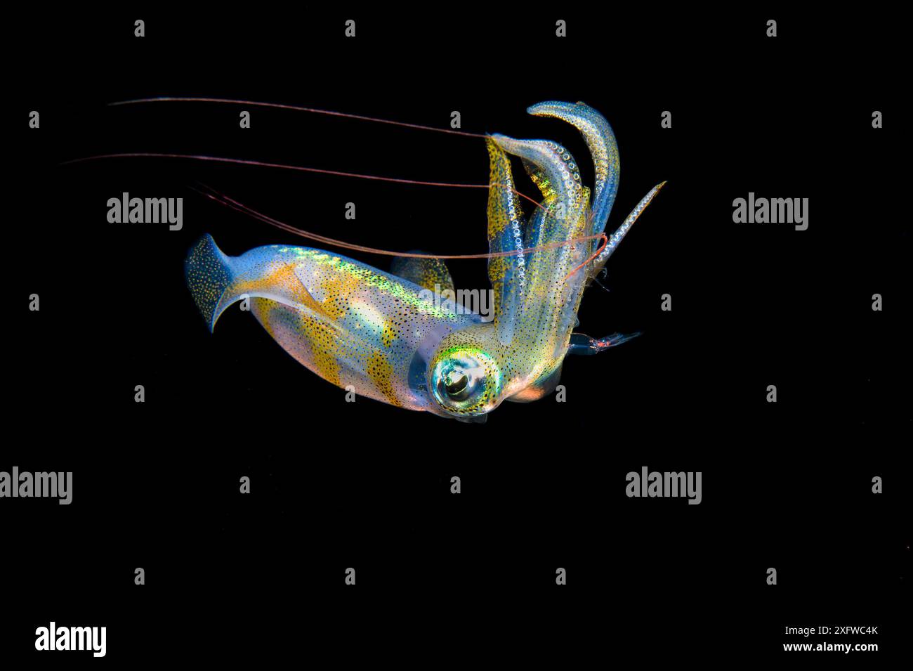 Pelagic colour hi-res stock photography and images - Alamy