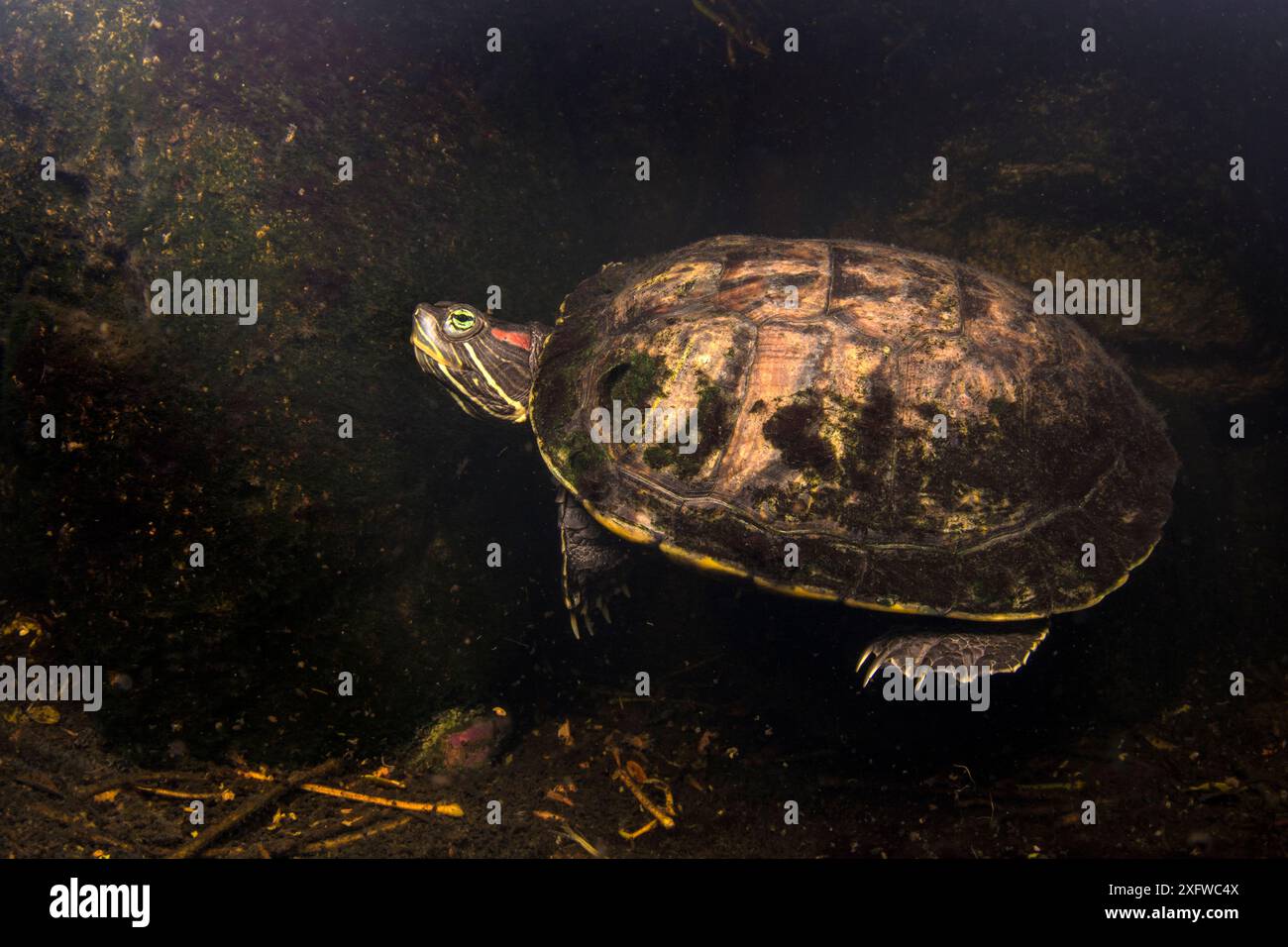 Freshwater terrapin (Trachemys scripta elegans) in a garden pond. Dauin ...
