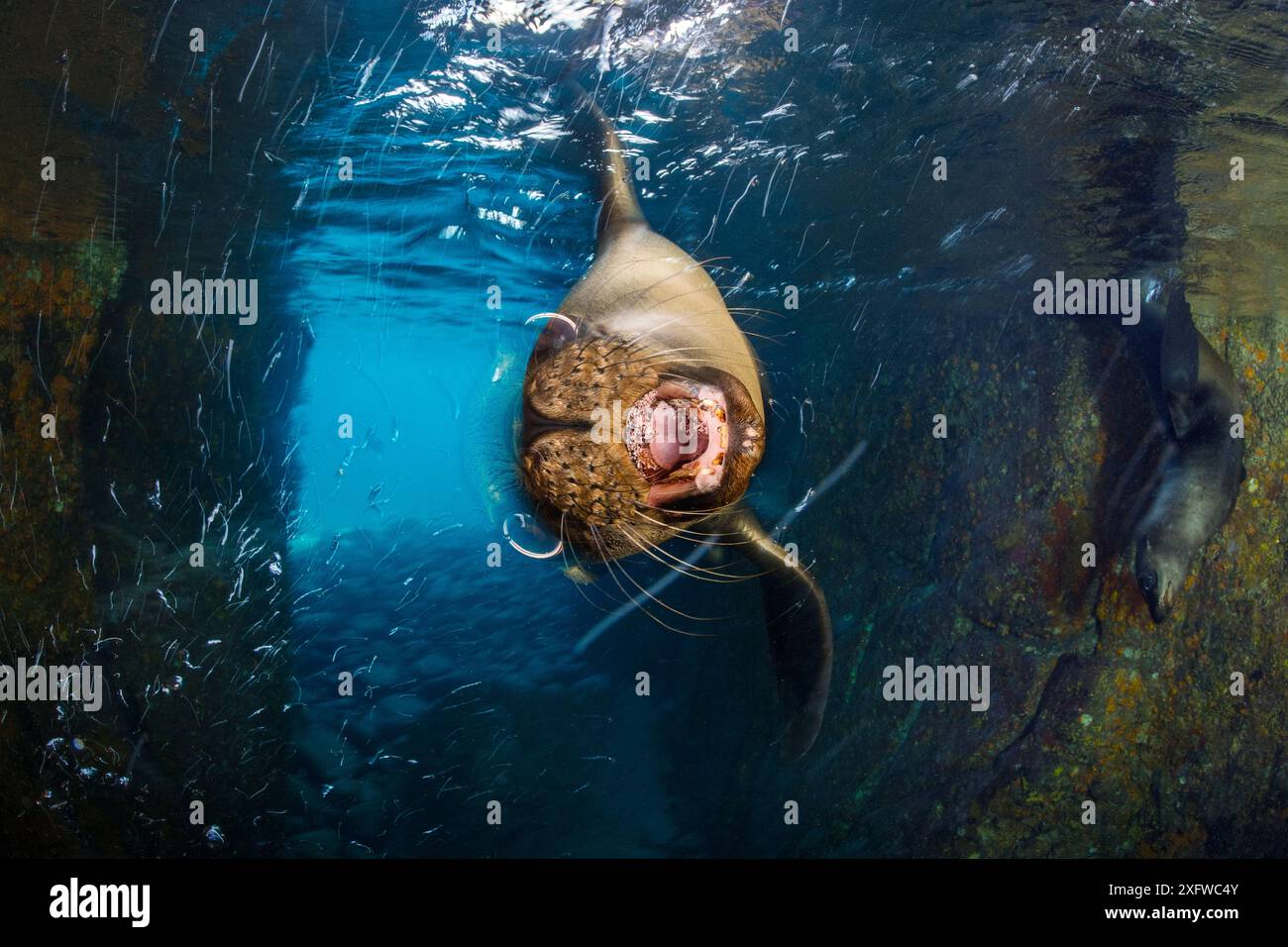 California sea lion (Zalophus californianus) pup, playing inside an ...