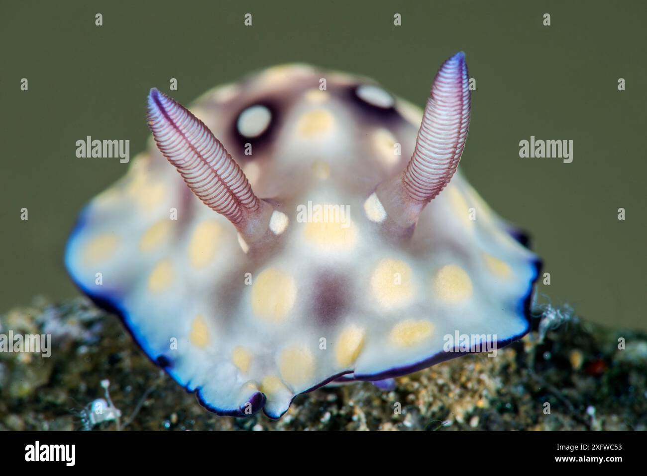 Nudibranch (Goniobranchus hintuanensis) portrait showing rhinophores ...