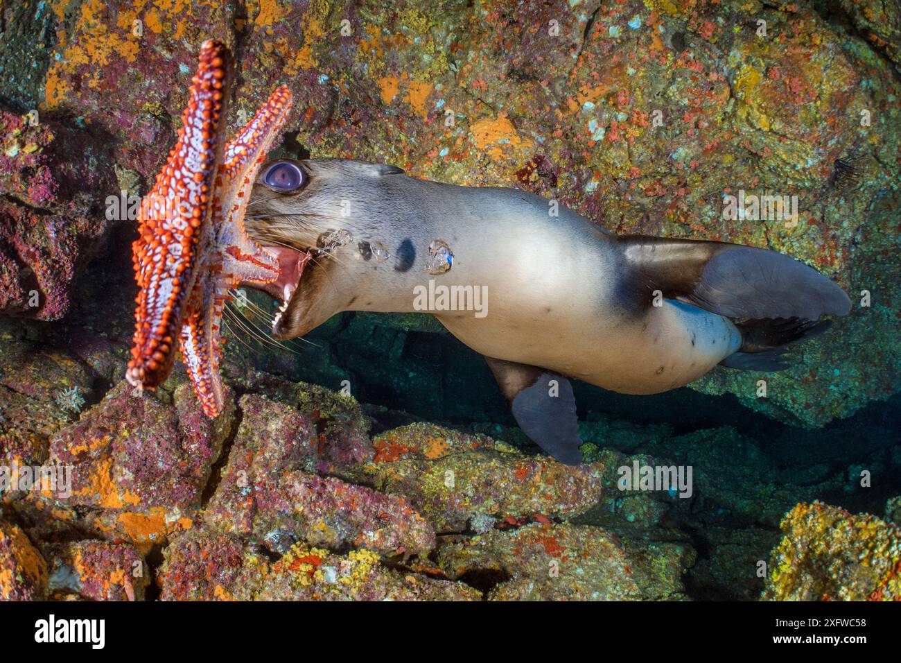 California sea lion (Zalophus californianus) using a Panamic cushion ...