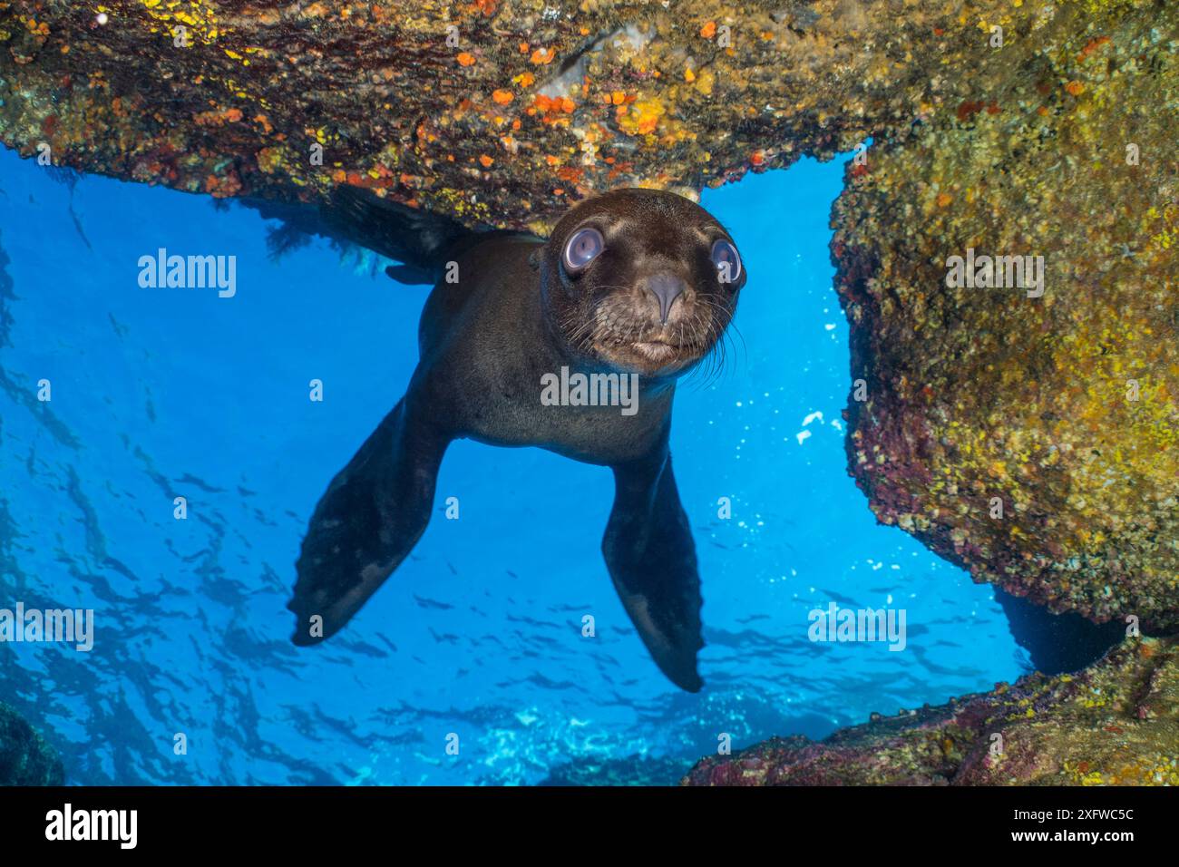 California sea lion (Zalophus californianus) inside an underwater cave ...