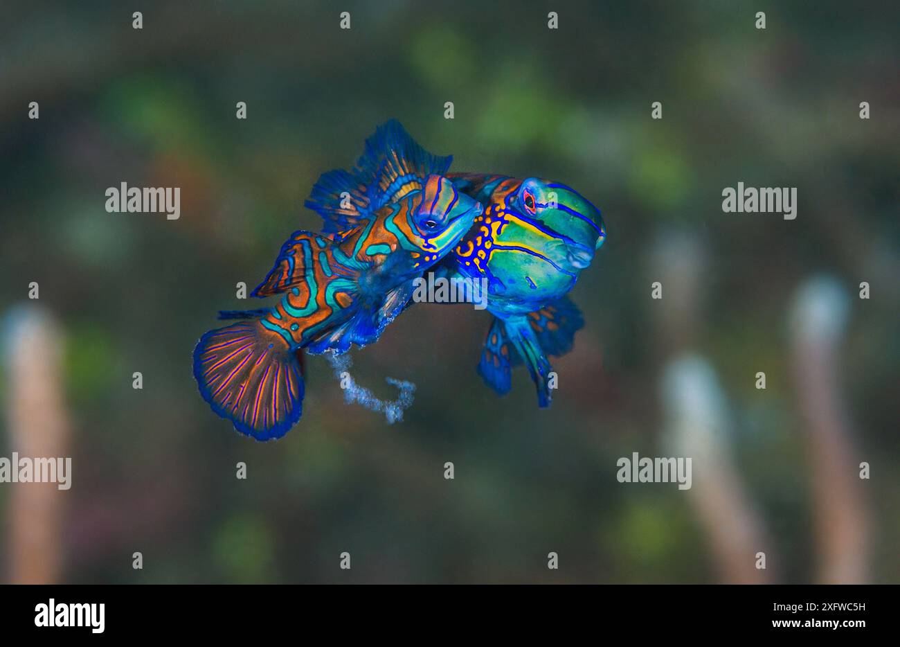 Synchiropus splendidus eggs hi-res stock photography and images - Alamy