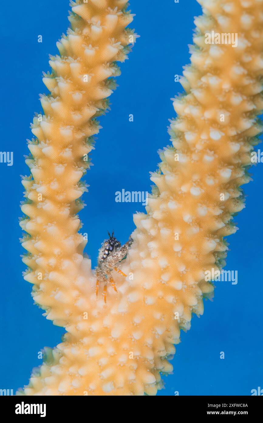 Acropora coral crab (Domecia acanthophora) sheltering in the branches ...