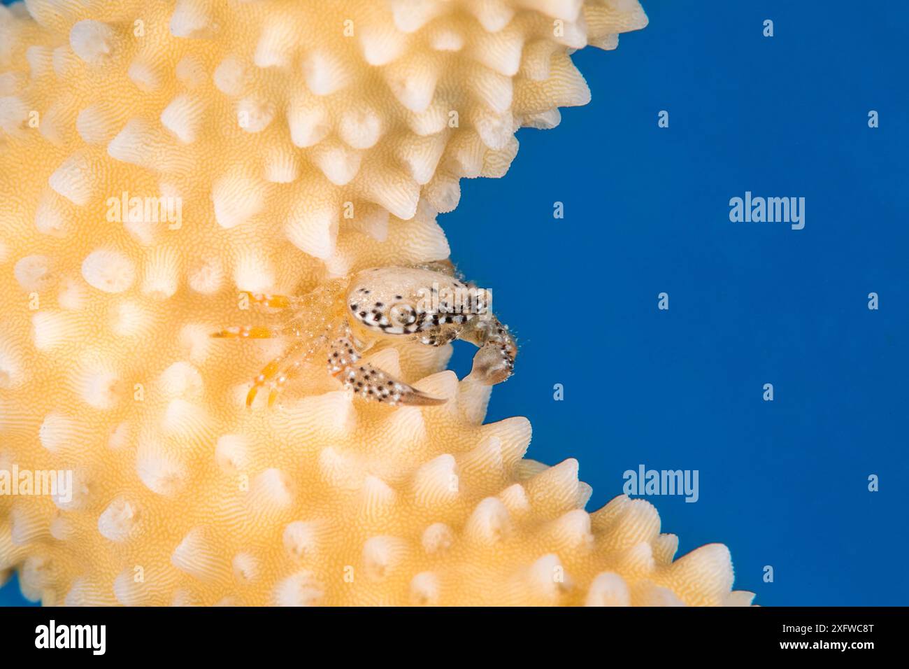 Acropora coral crab (Domecia acanthophora) sheltering in the branches ...