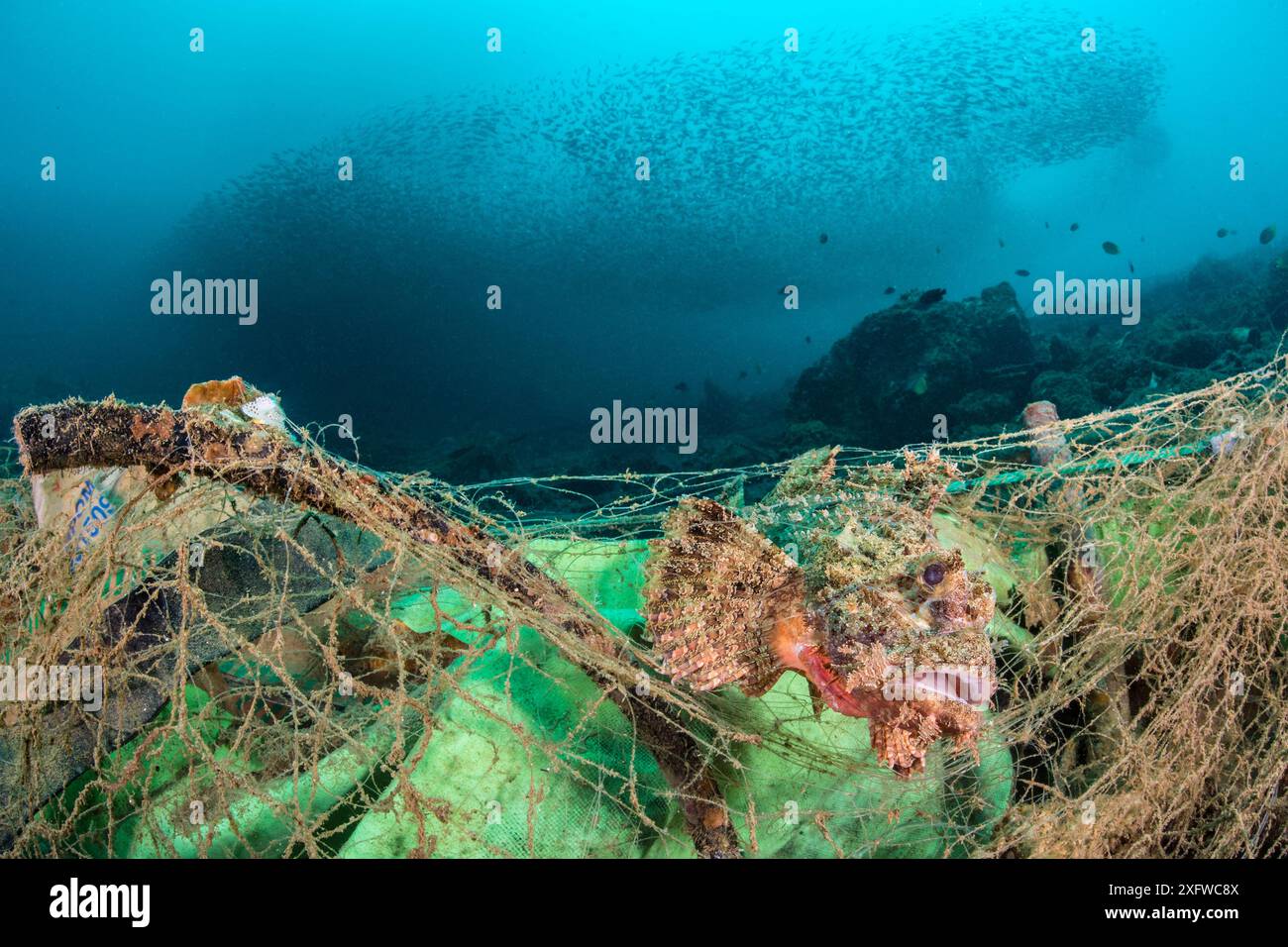 Poss's scorpionfish (Scorpaenopsis possi) is trapped in a discarded ...