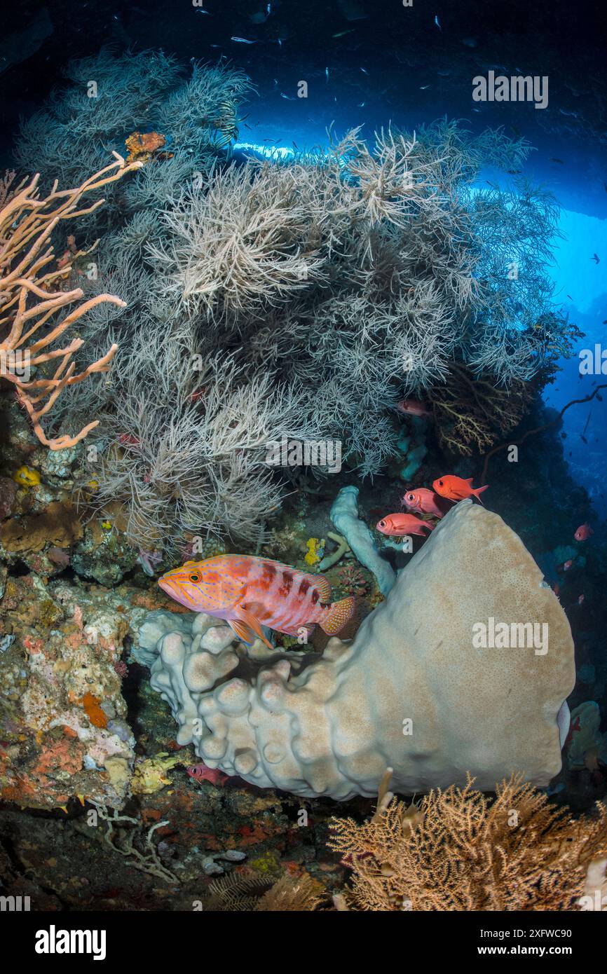 Rich reef scene, showing marine life thriving in a cavern on a coral ...