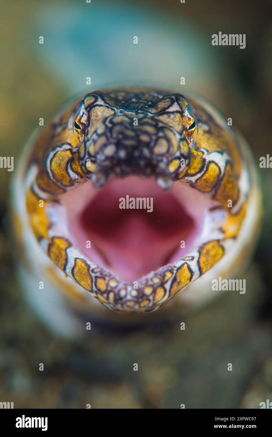 Portrait of a Clown snake eel (Ophichthus bonaparti) emerging from the ...