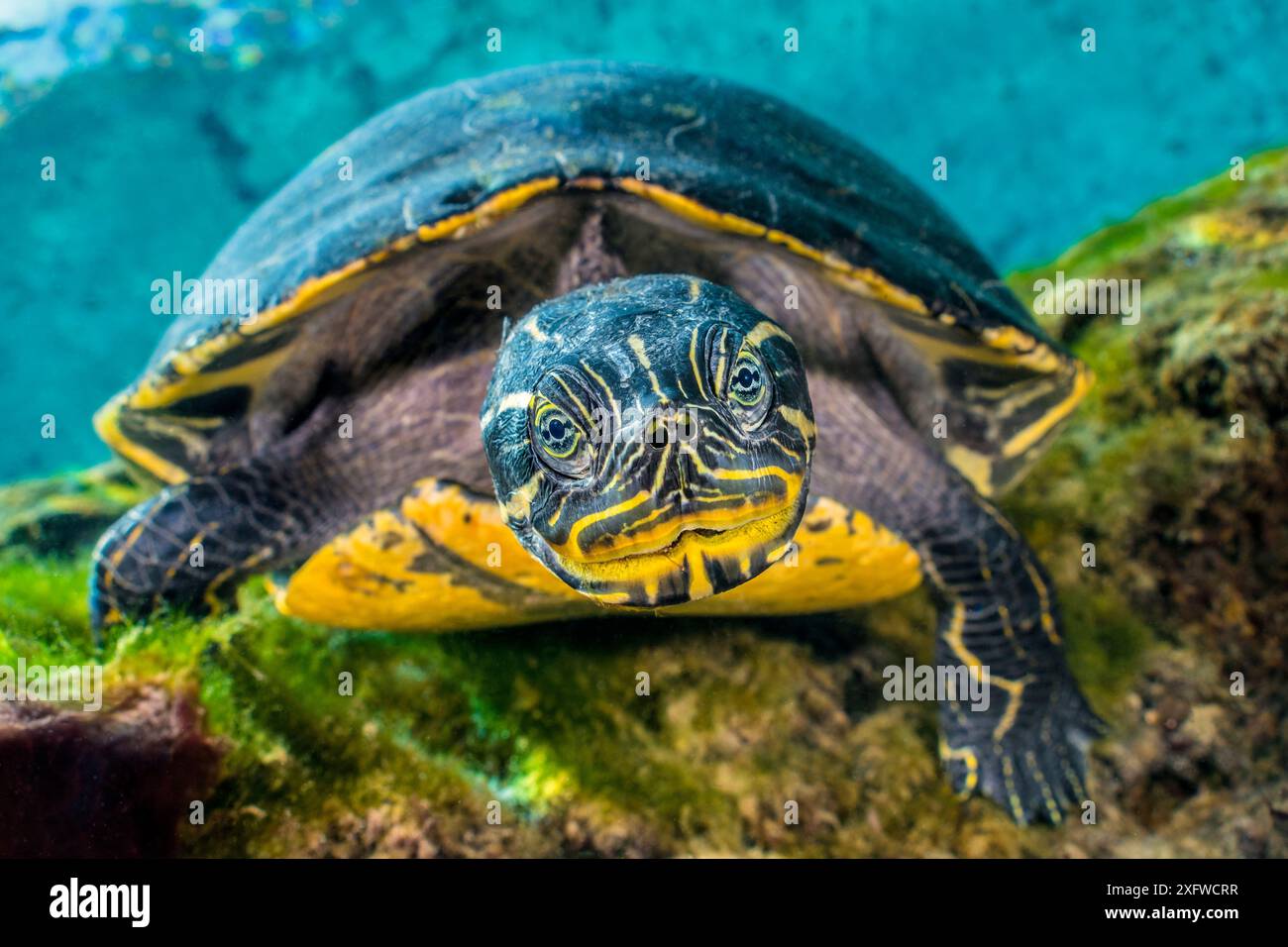 High springs florida hi-res stock photography and images - Alamy