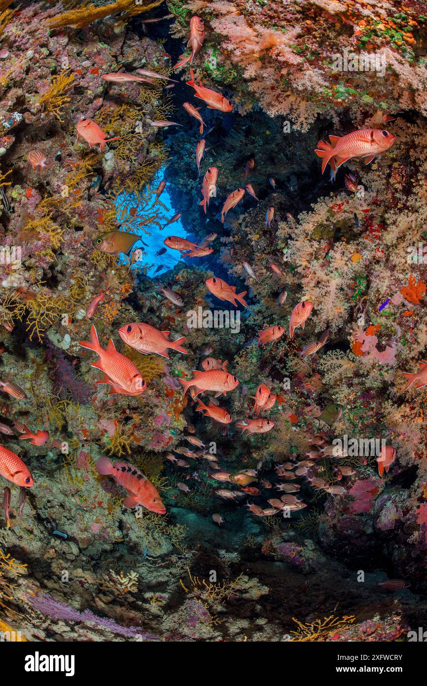 Osteichthyes coral egypt fish fishes groupers hi-res stock photography ...