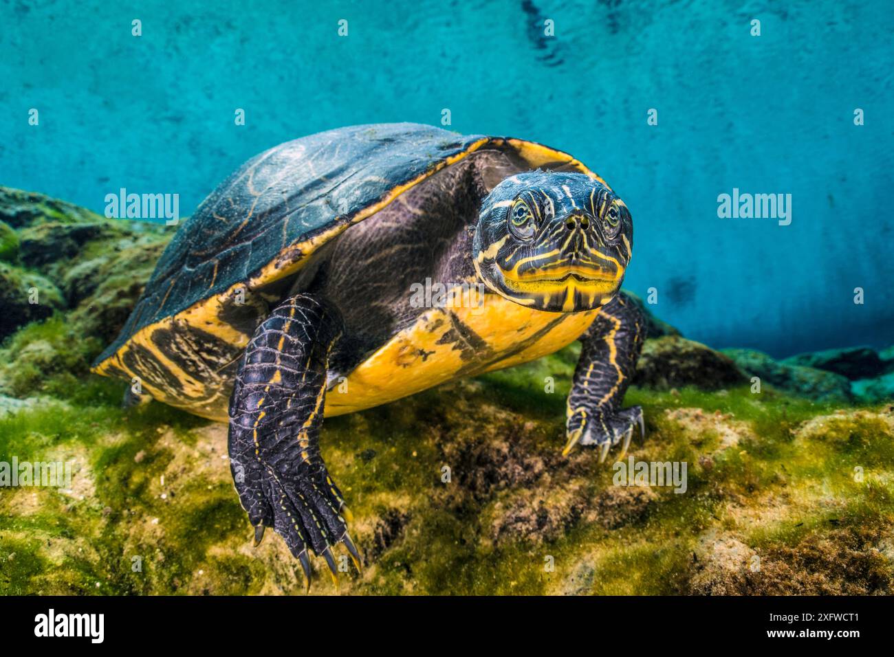 High springs florida hi-res stock photography and images - Alamy