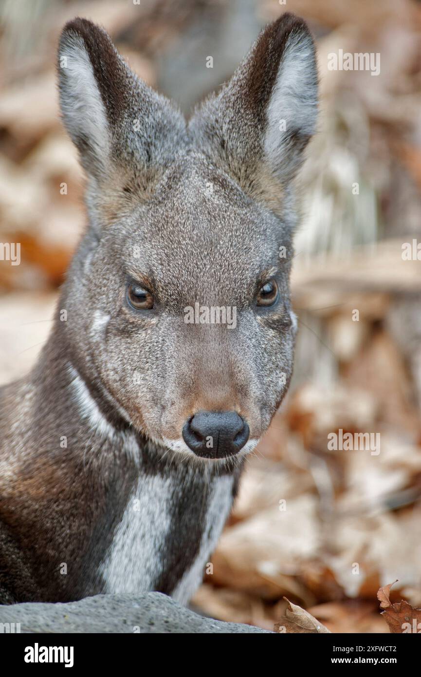 Moschus moschiferus hi-res stock photography and images - Alamy