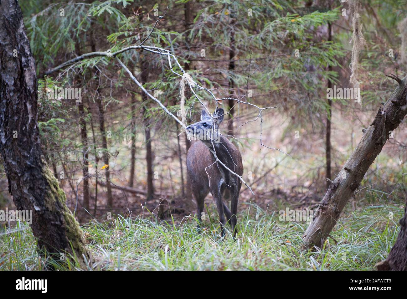 Siberian musk deer (Moschus moschiferus) male foraging, Irkutsk, Russia ...