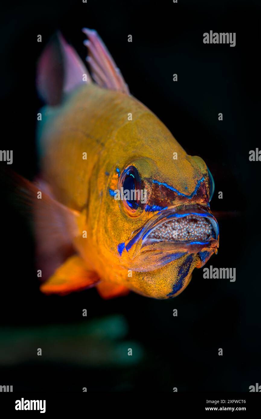 Ringtailed cardinalfish (Apogon aureus) male mouthbrooding eggs. The ...