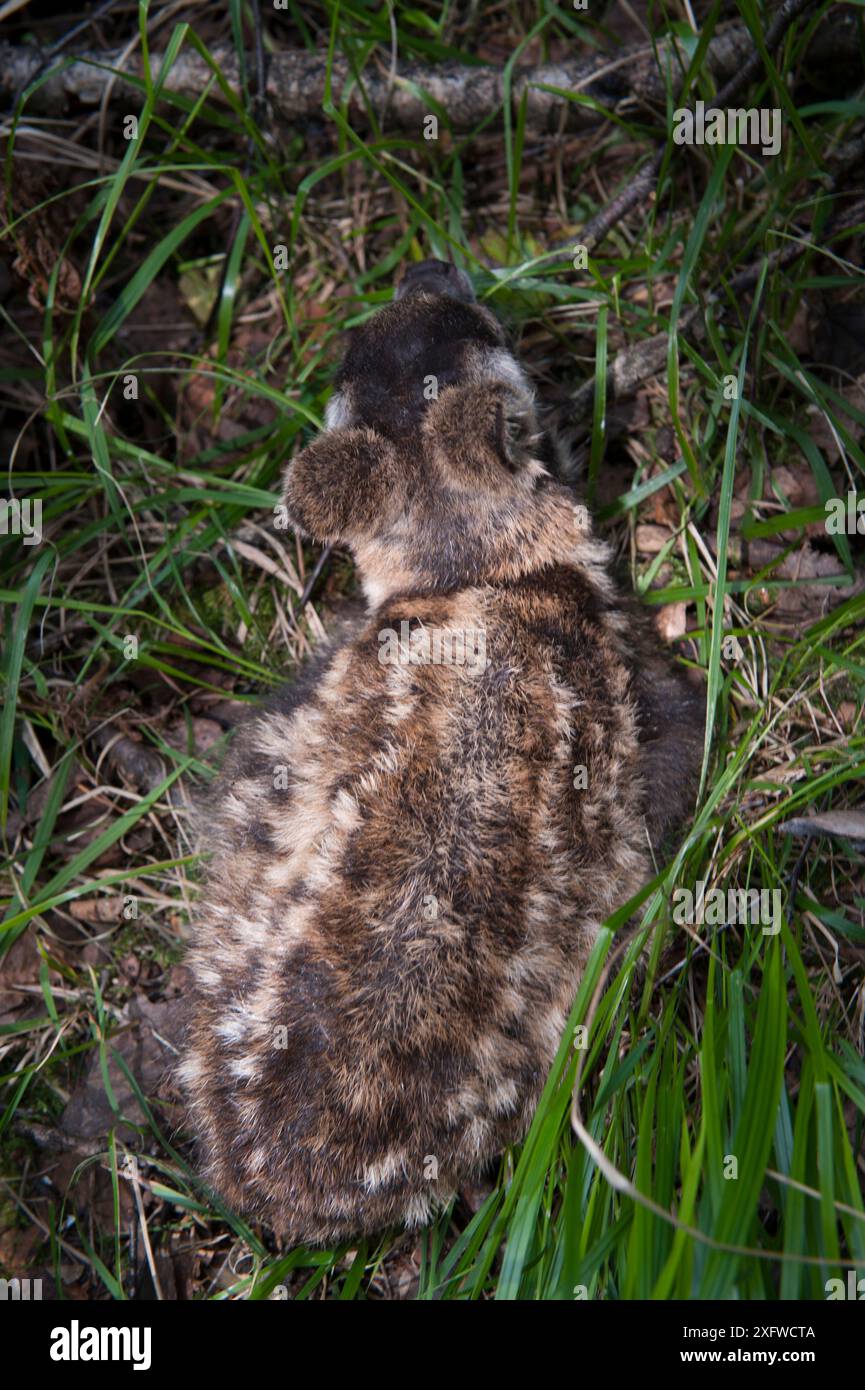 Siberian musk deer (Moschus moschiferus) fawn hiding in grass, Irkutsk ...