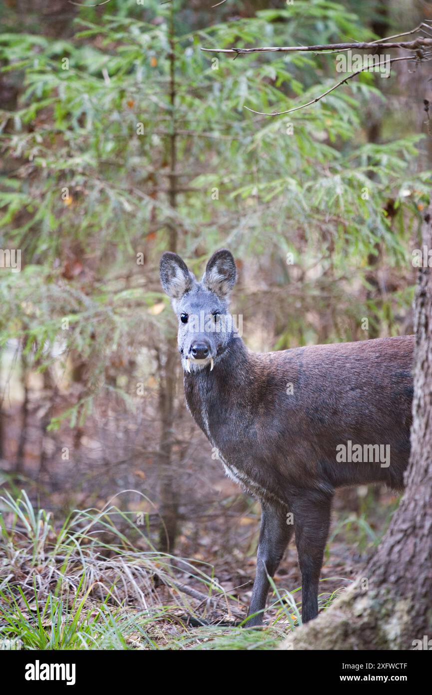 Moschiferus hi-res stock photography and images - Alamy
