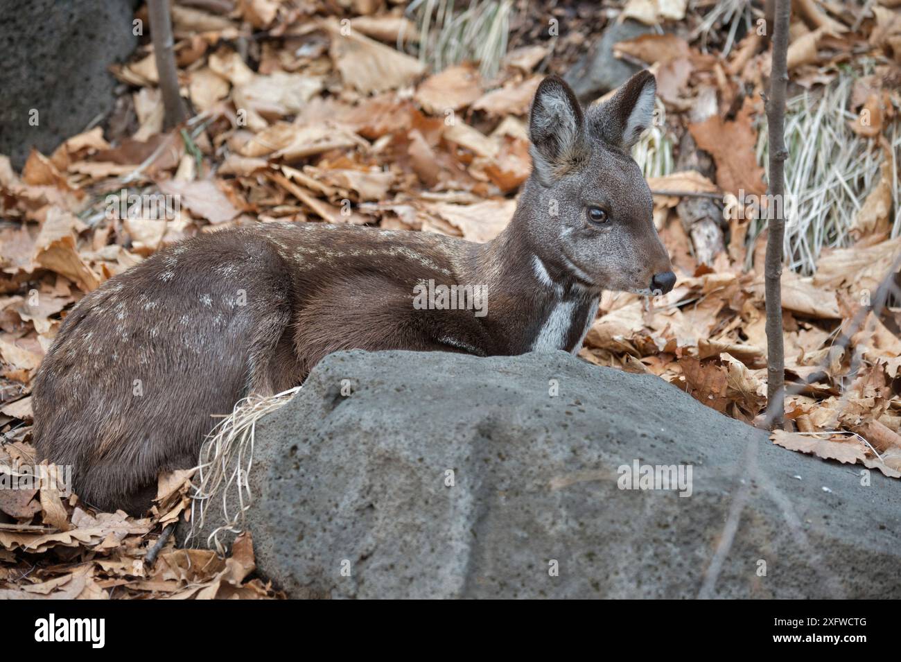 Siberian musk deer moschus hi-res stock photography and images - Alamy