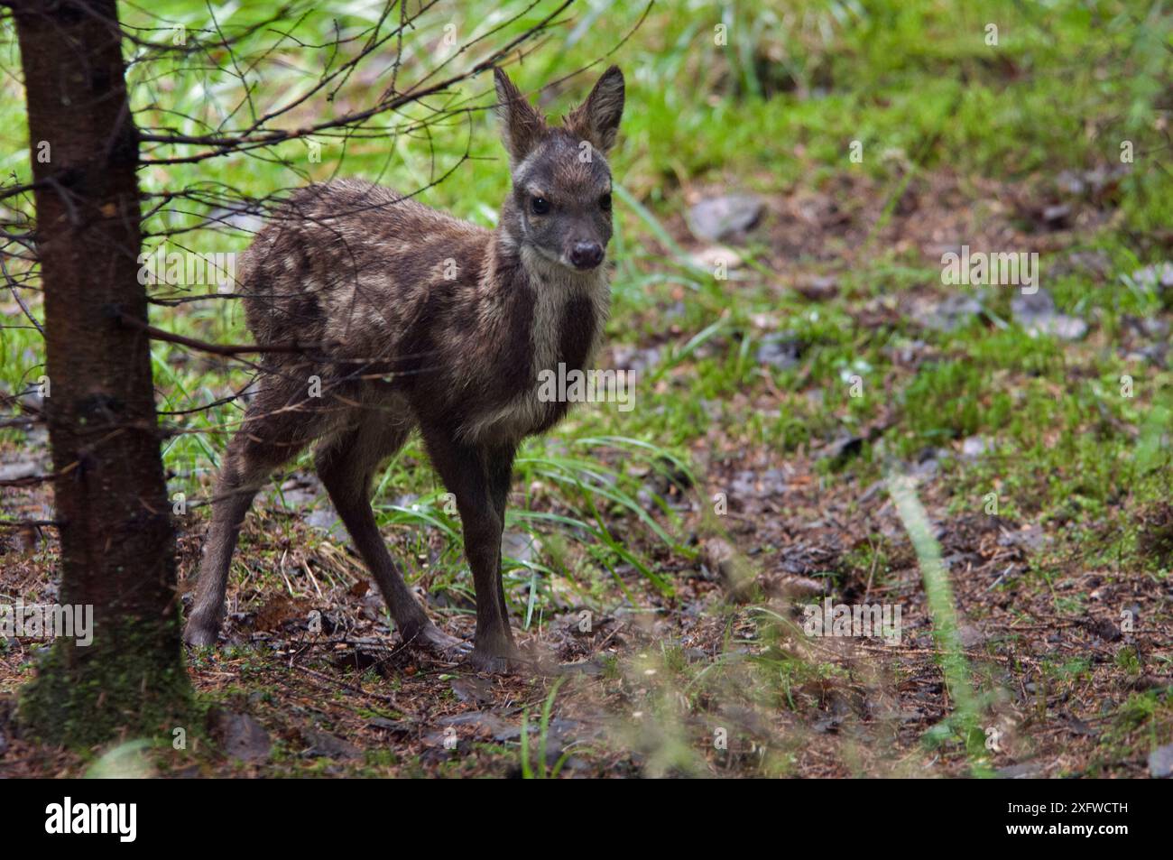 Siberian musk deer (Moschus moschiferus) fawn, Irkutsk, Russia. June ...