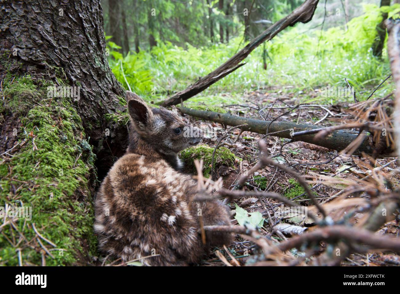 Siberian musk deer (Moschus moschiferus) fawn, Irkutsk, Russia. June ...