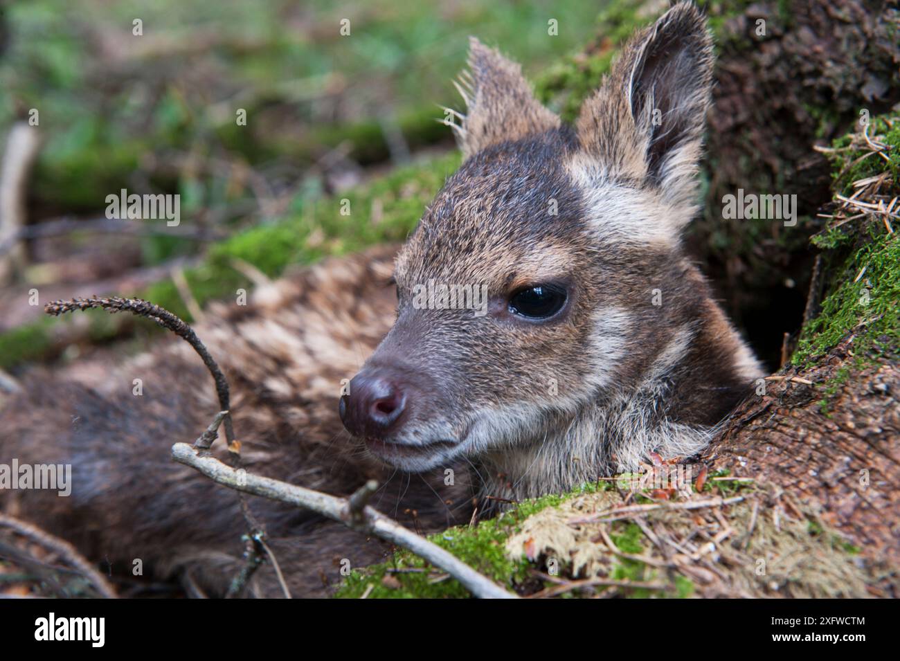Siberian musk deer (Moschus moschiferus) fawn, Irkutsk, Russia. June ...