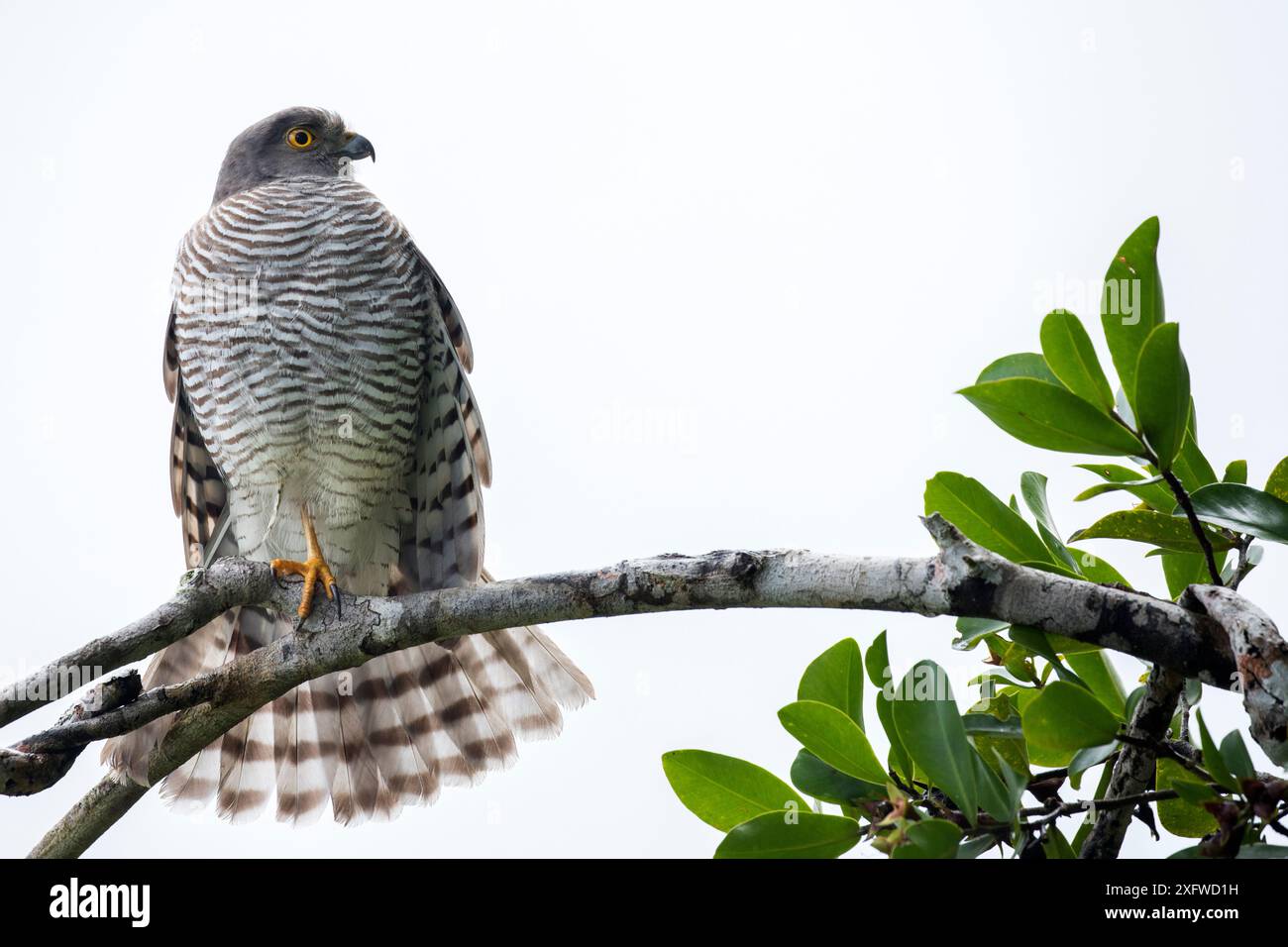 Madagascar sparrowhawk (Accipiter madagascariensis) perched on a branch ...