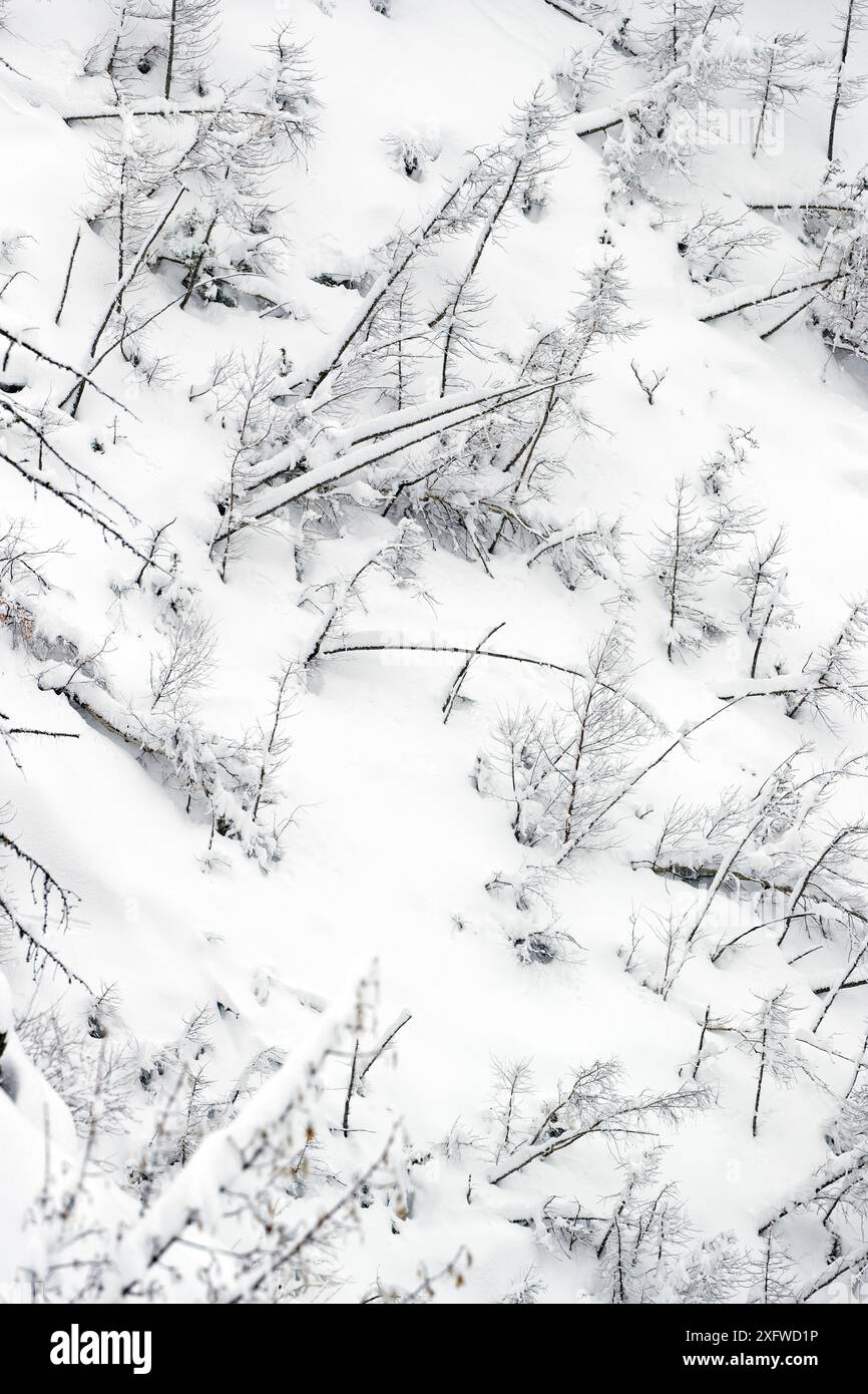 Trees scattered after an avalanche in a winter landscape, Valsavarenche ...