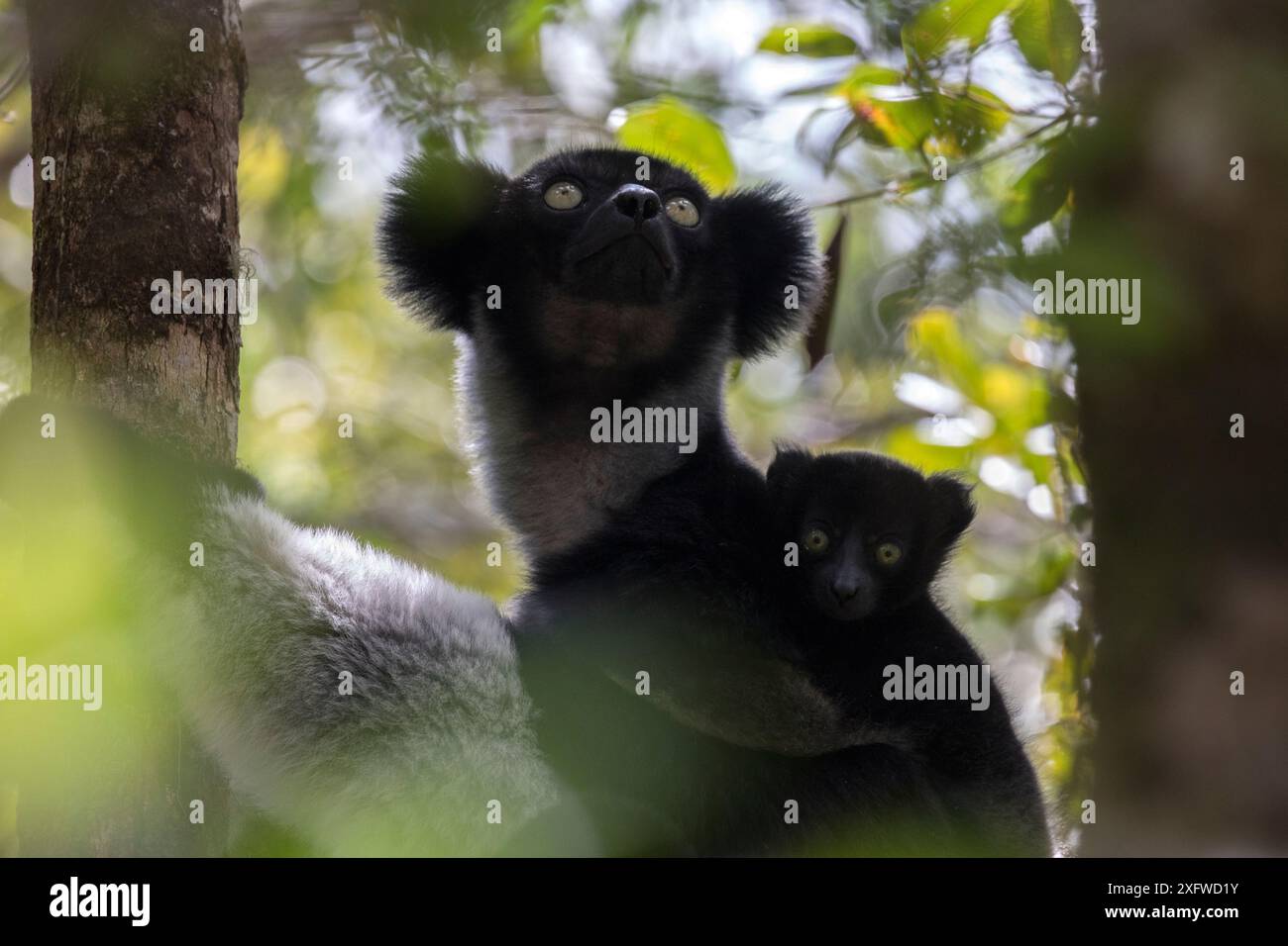 Indri (Indri indri) portrait of a female with baby, while hanging in a ...