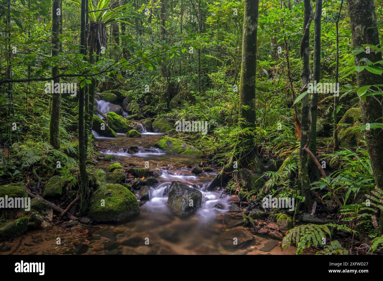 Primary lowland rainforest landscape with fast flowing river, Masoala ...