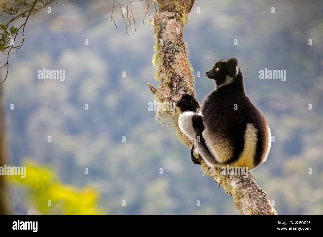 Indri (Indri indri) portrait while sitting in a tree. Maromizaha ...