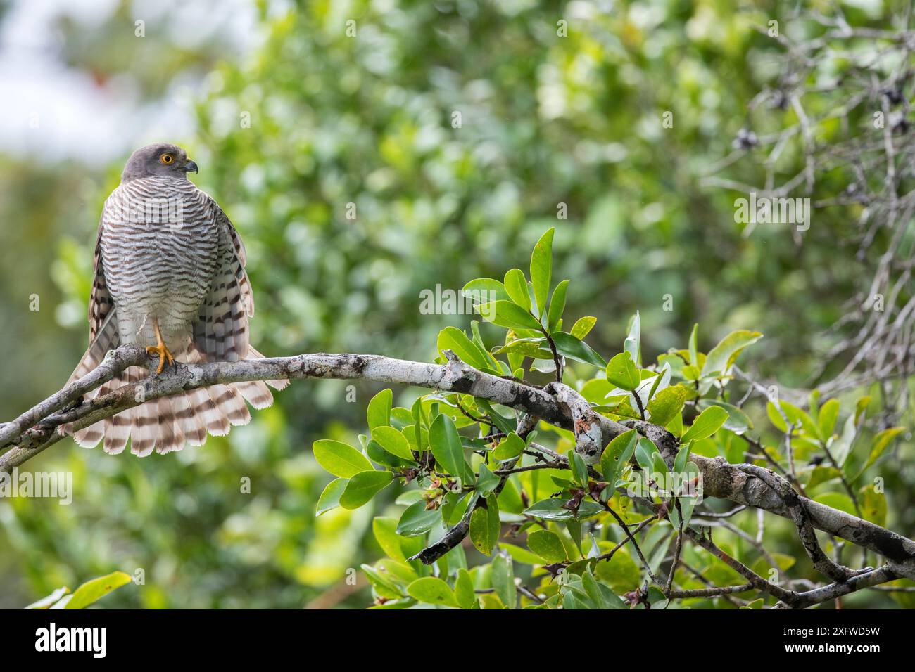 Madagascar Sparrowhawk (Accipiter madagascariensis) perched on a branch ...