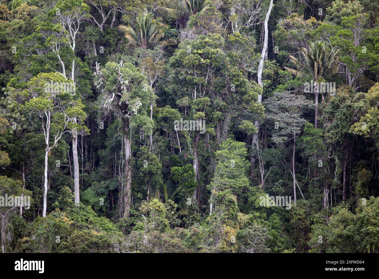 Primary rainforest trees and landscape. Andasibe-Mantadia national park ...