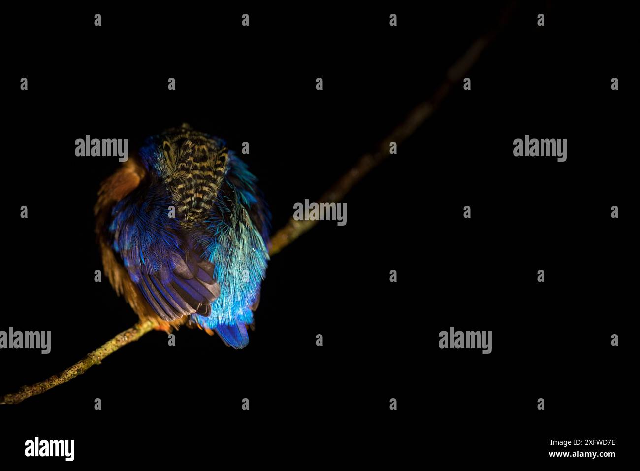 Madagascar / Malagasy kingfisher (Alcedo vintsioides) sleeping at night ...
