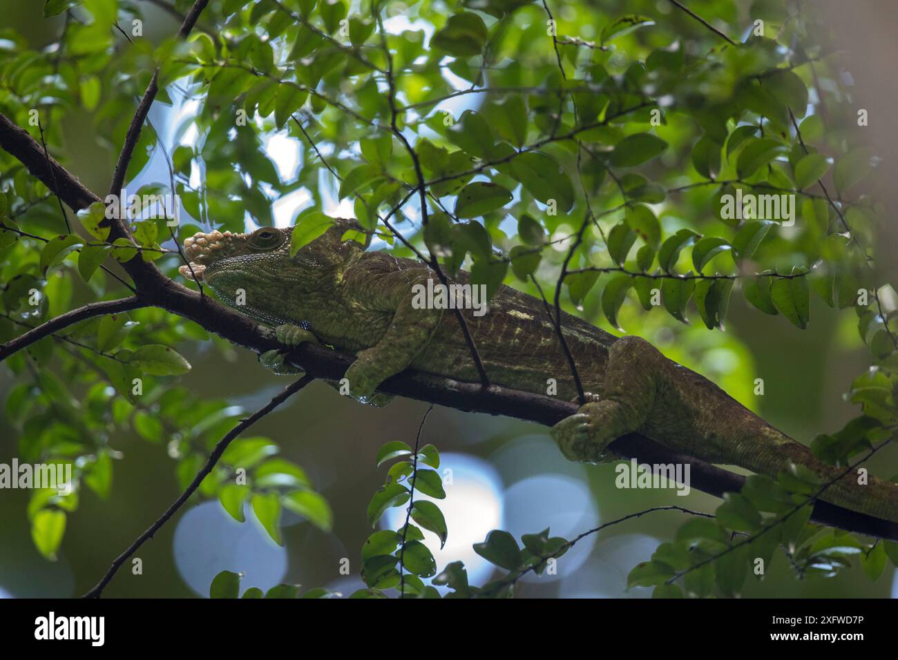 Parson's chameleon (Chamaeleo parsonii) male in rainforest resting on a ...