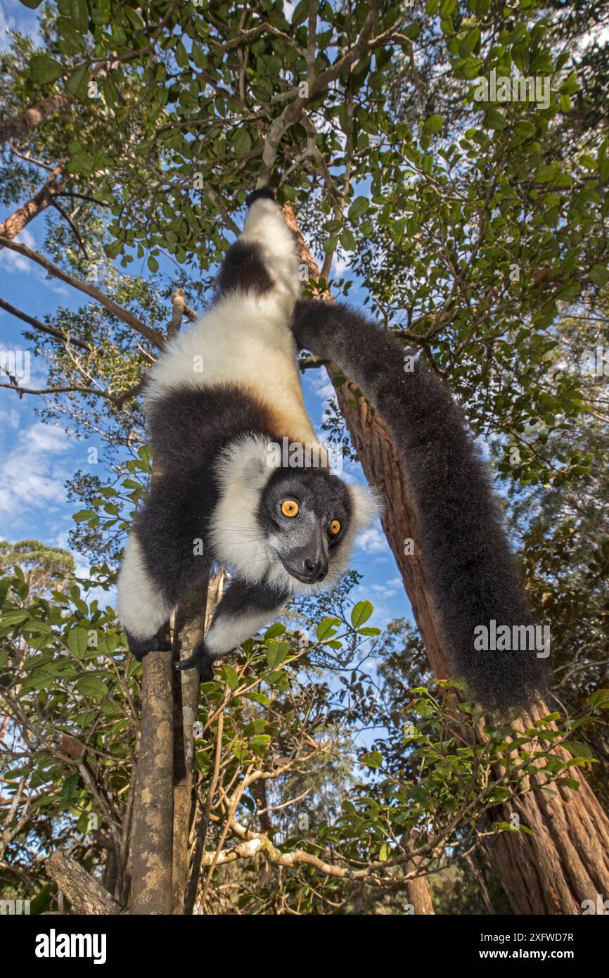 Black and white ruffed lemur (Varecia variegata variegata) hanging from ...