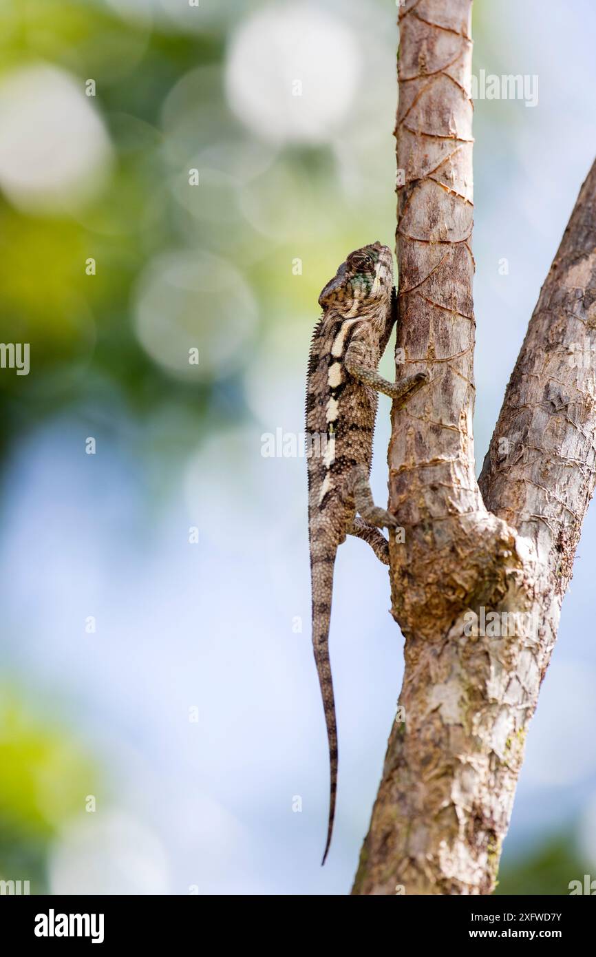Panther chameleon (Furcifer pardalis) climbing in a tree. Bay of ...