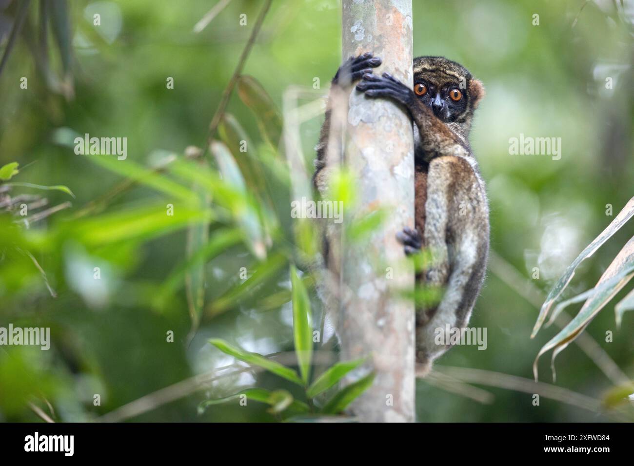 Eastern woolly lemur (Avahi laniger) in a tree. Andasibe-Mantadia National Park, eatern ...