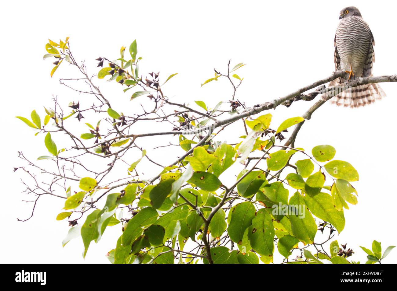 Madagascar Sparrowhawk (Accipiter madagascariensis) perched on a branch ...