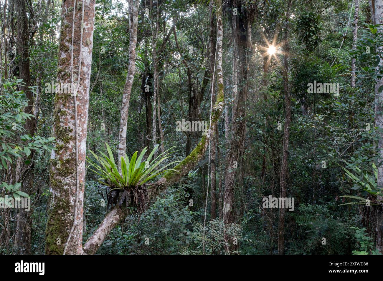 Primary rainforest, Andasibe-Mantadia National Park, Eastern Madagascar ...